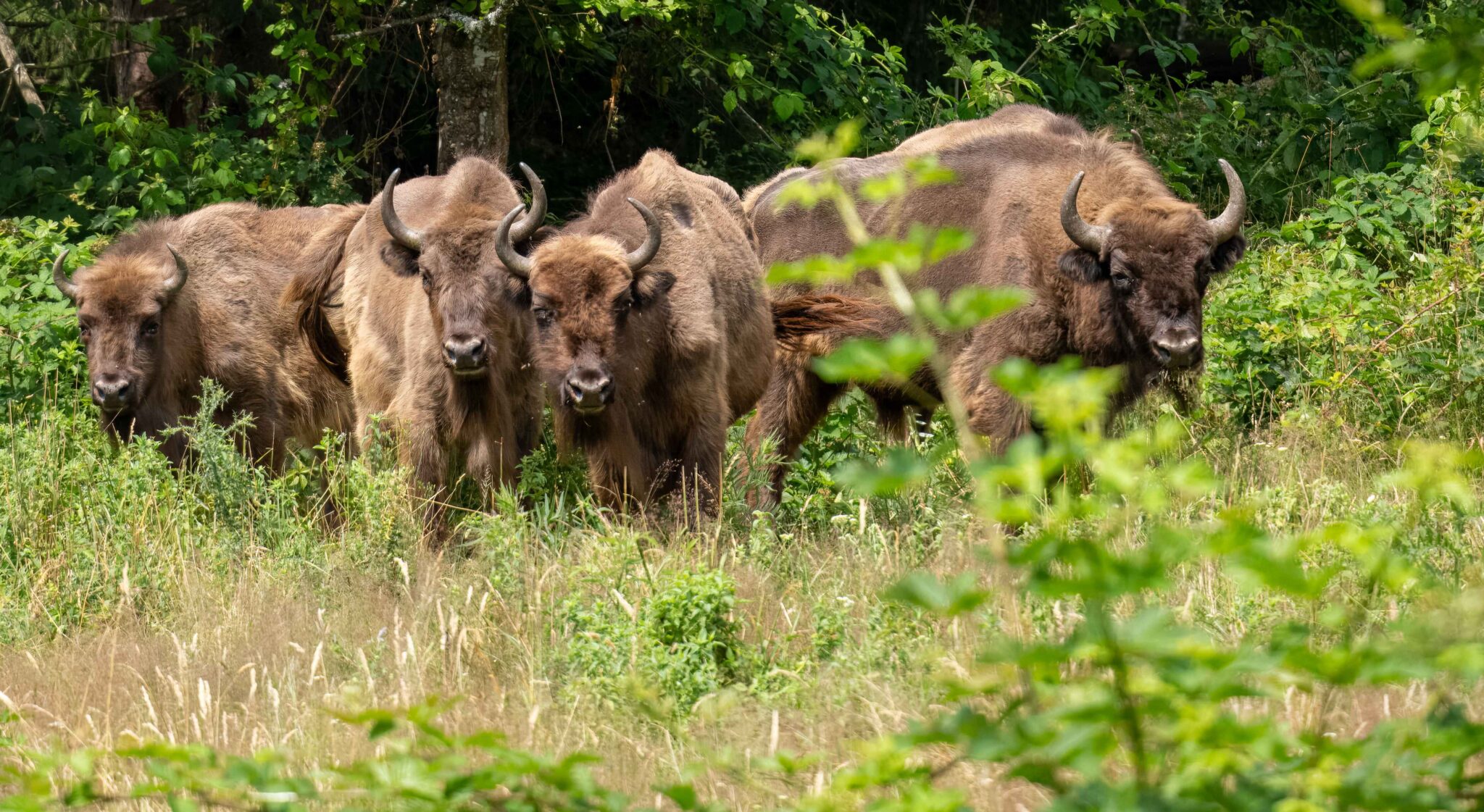 Bespoked Wildlife Tours in Romania's Carpathian Mountains